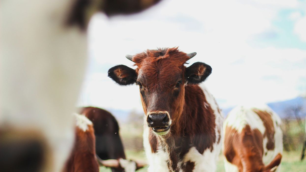 Flesh-eating parasite 'no longer contained in Texas' as Trump USDA ...
