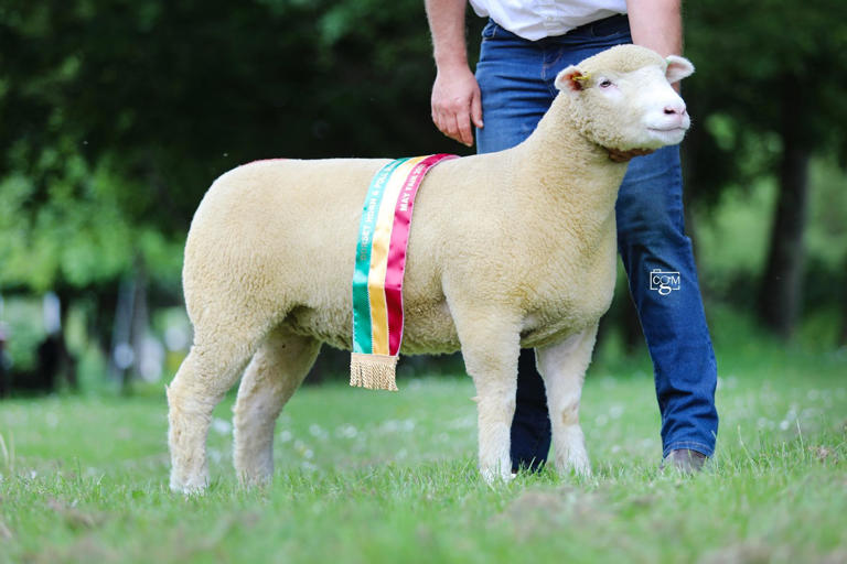 An “iconic” day’s trade for the Ballytaggart flock at the Dorset May Fair