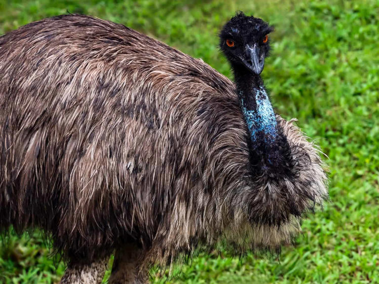 The last King Island emu died in Empress Josephine’s zoo