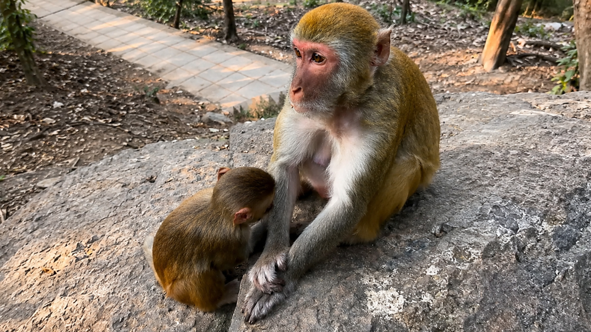 Baby monkey's sweet apology melts mom's heart instantly