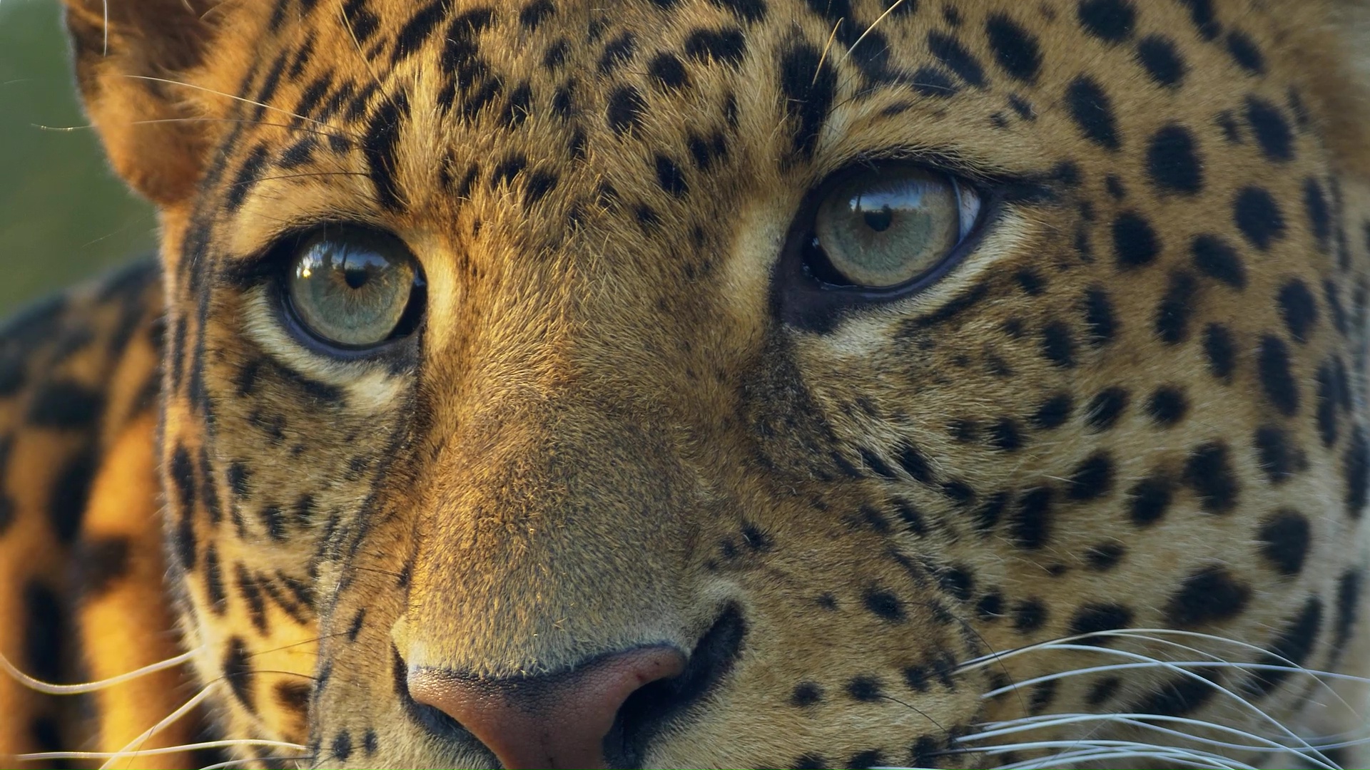 How leopards use their vision to track prey