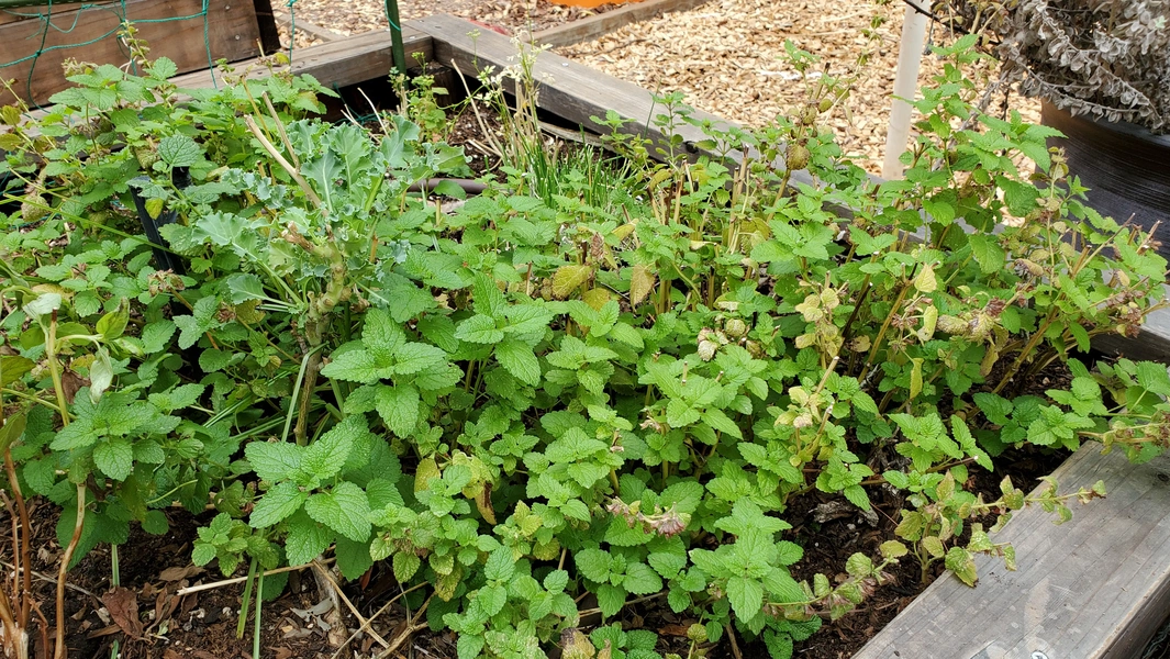 14 plants that can overrun raised garden beds
