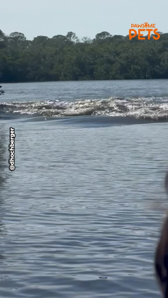 Kayaking trip gets chaotic as manatees swarm nearby