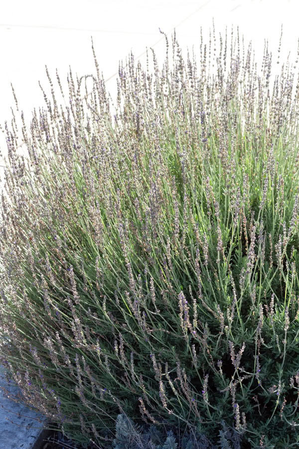 Sage lavender tea