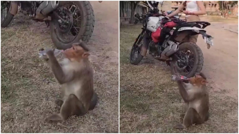 Monkey steals foreigner's soft drink, drinks it. But people focus on ...