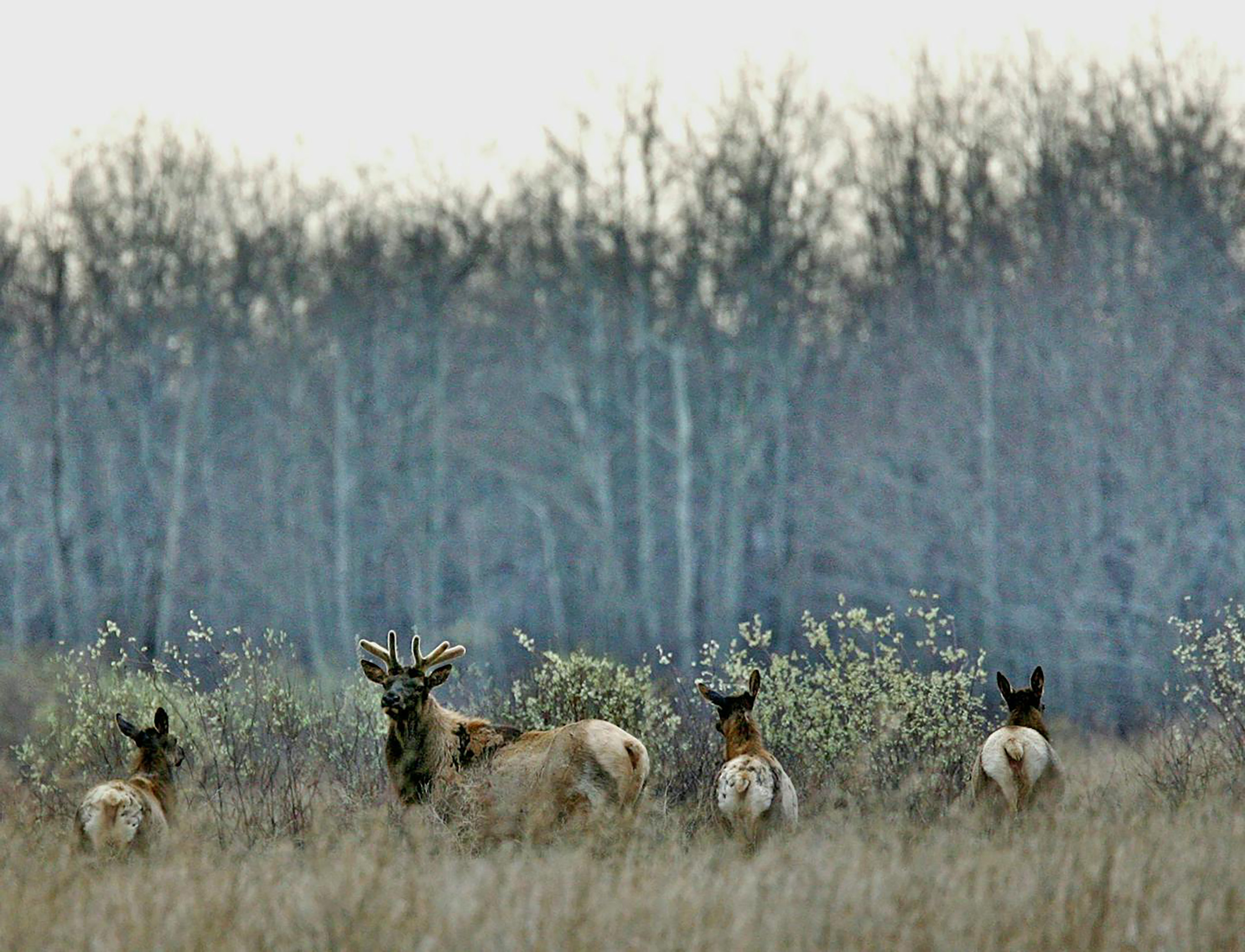 Dennis Anderson: Minnesota’s elk will remain in the northwest — not the ...