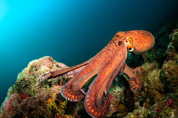 'Extraordinary' octopus from Devon and Cornwall that are transforming ...