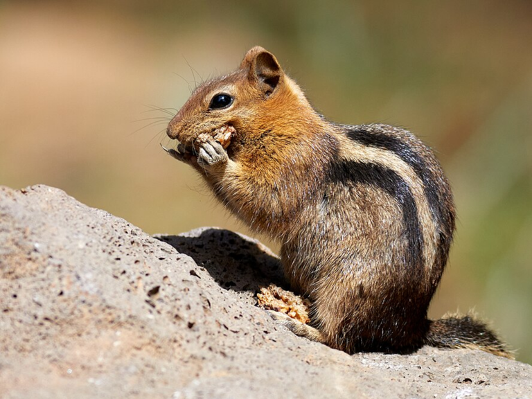 Ancient squirrels ate meat like 'zombies': The proof is in the poop