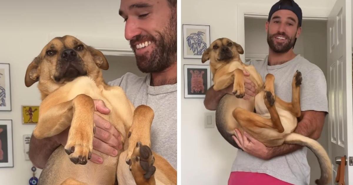Rescue dog sees lizard, makes one bad decision & ends up in air jail