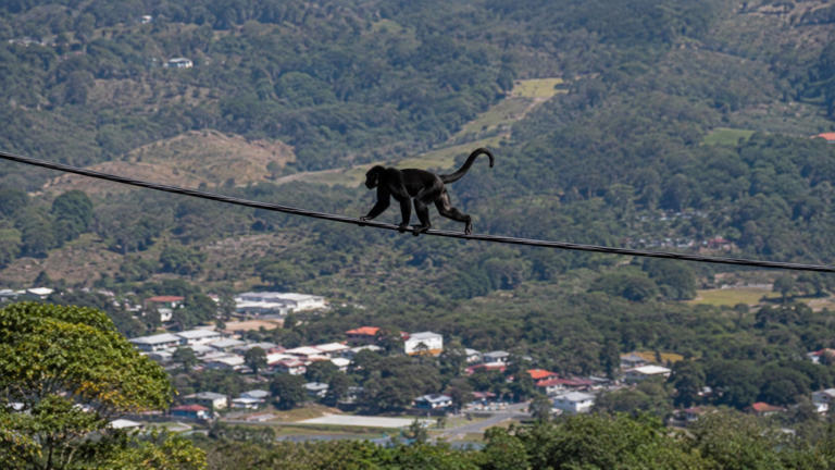 Costa Rica ordered to act as power lines kill hundreds of howler monkeys