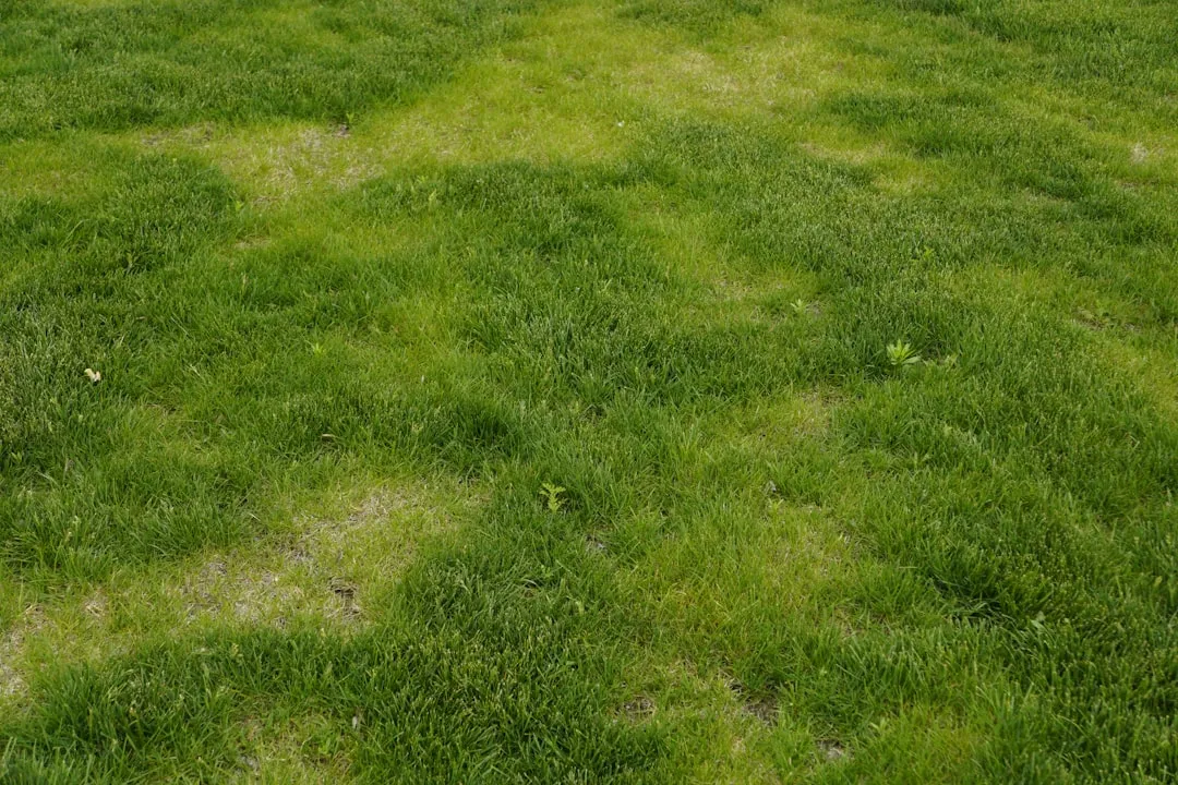 The Plant Gardening Experts Are Replacing Their Lawn With To Benefit ...