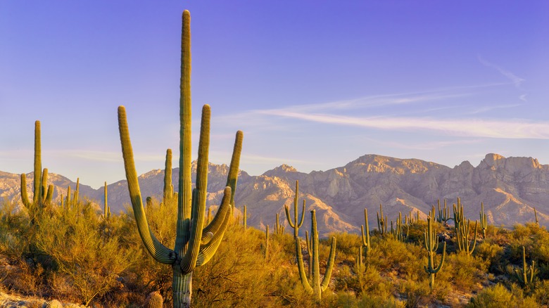 Arizona's unforgettable road trip through Tucson boasts hidden ghost ...