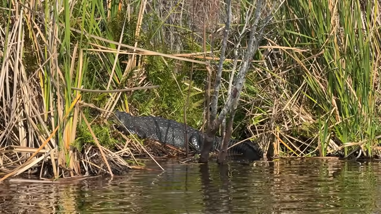 A 7-foot alligator was watching from shore... seconds later, it was ...