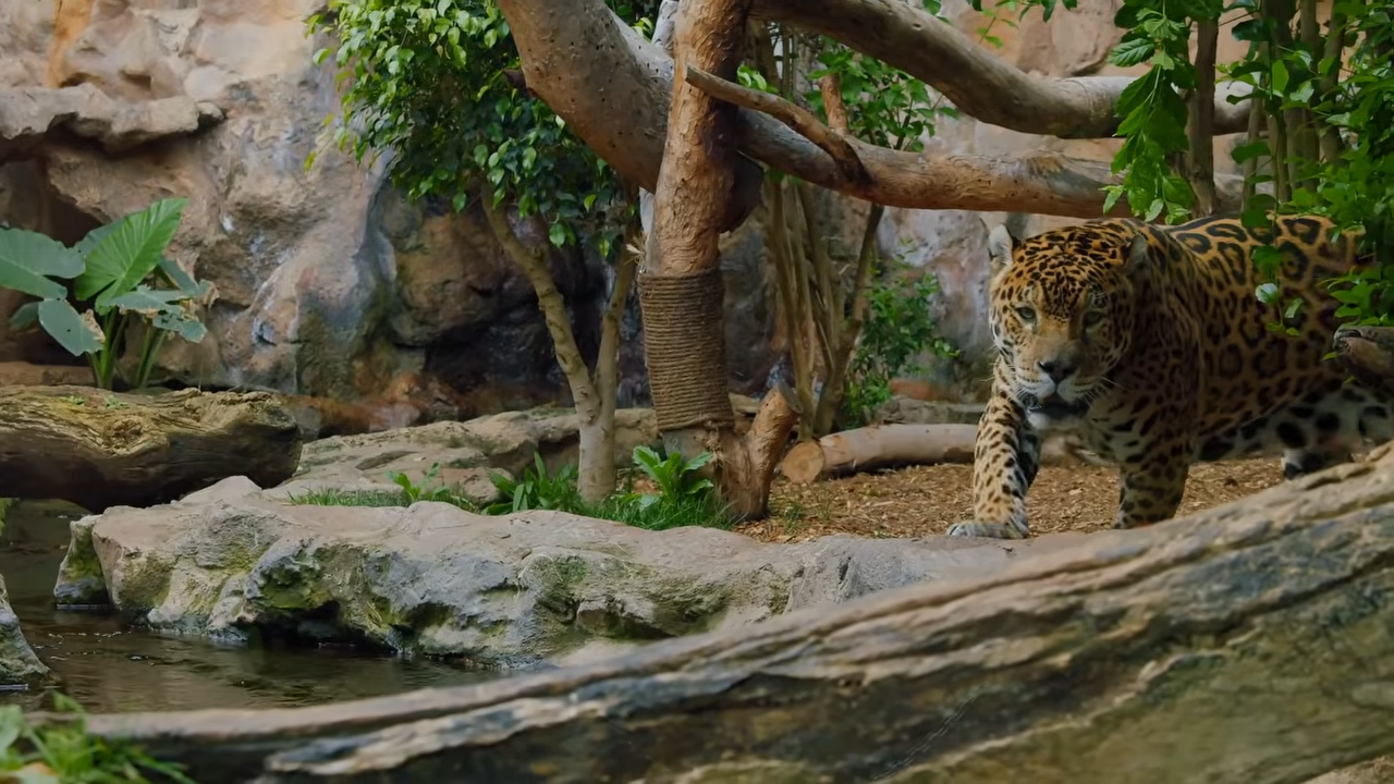 They followed fresh jaguar tracks into the jungle... seconds later, a ...