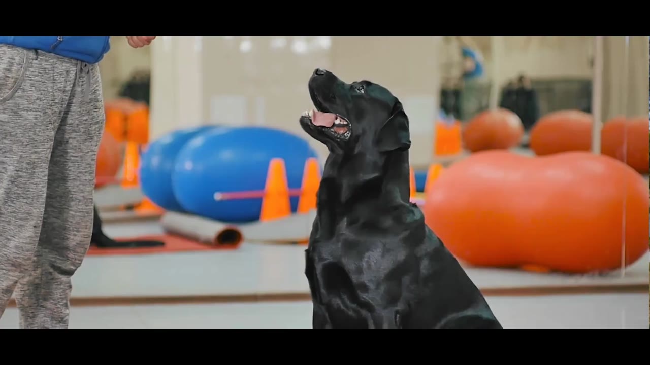 When training goes right: Understanding engagement with dogs