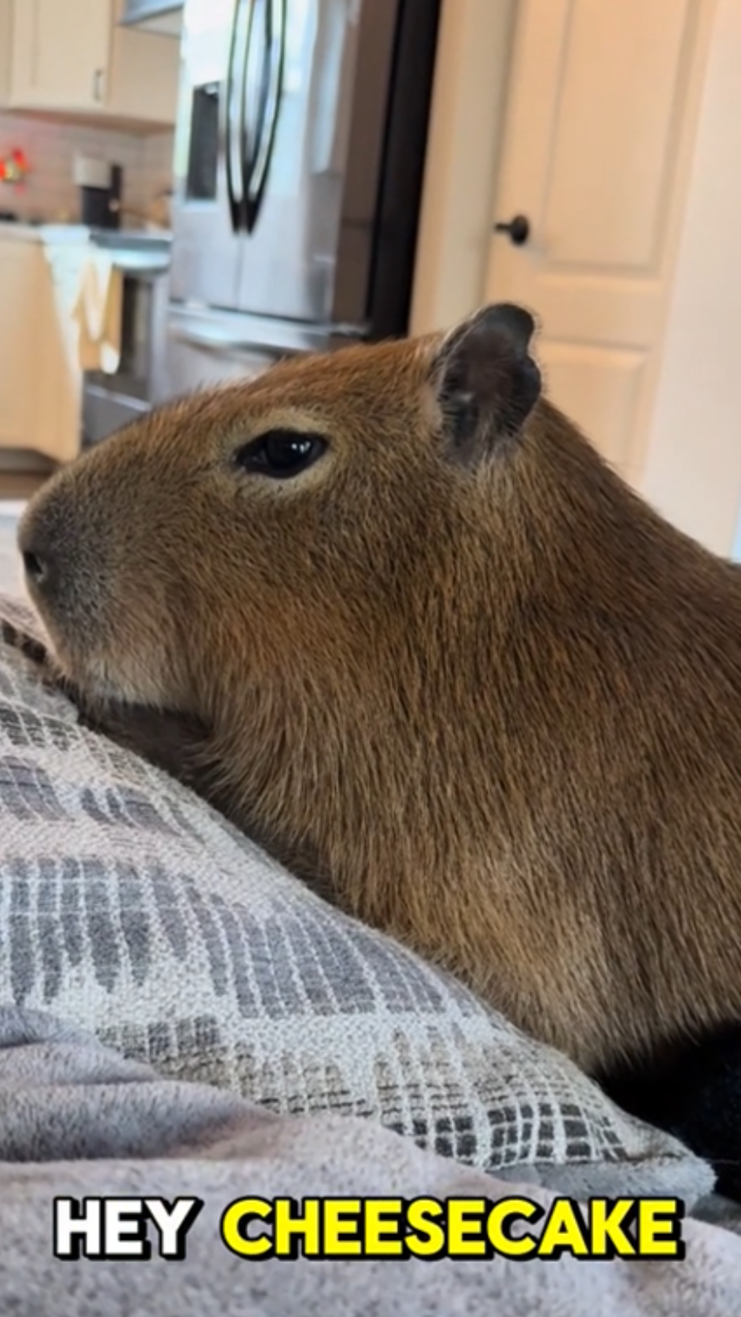 Watch a Capybara Keep a Straight Face Hilariously