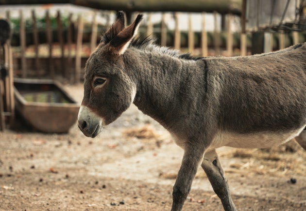 What does donkey's years mean? Why Brits say the odd phrase