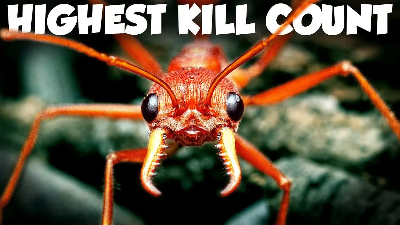 This ant has killed thousands of people - and most tourists have never ...