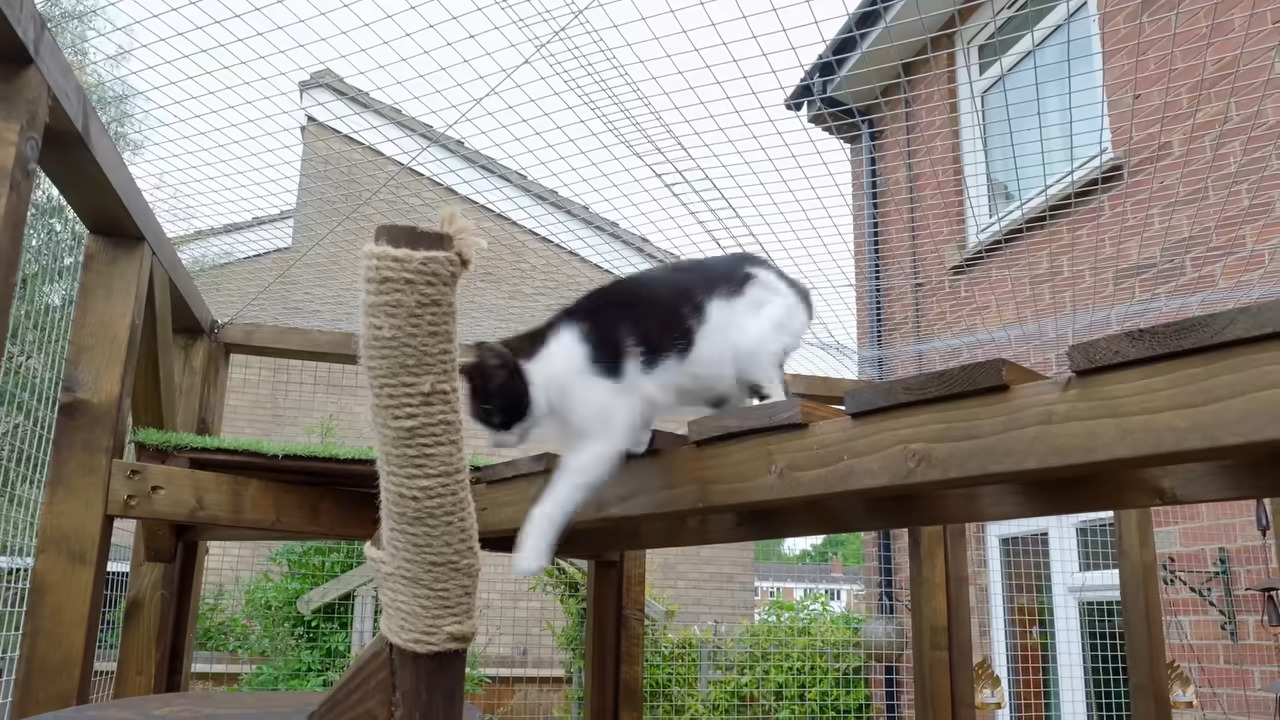 He built two cats a private outdoor lounge - because apparently they ...