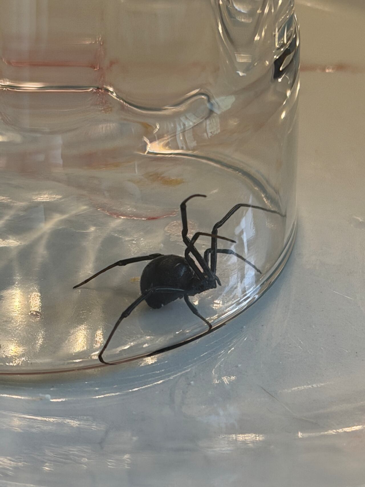 Always wash your fruits: Calgary family finds black widow in grapes
