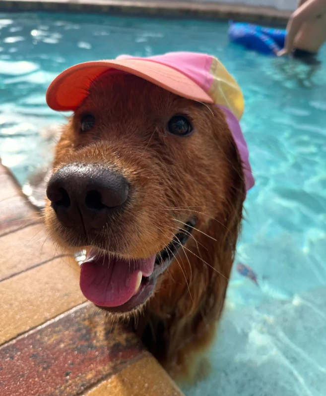 38 golden retrievers enjoying a sun-soaked summer time