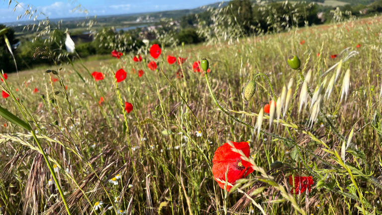 Medway nature reserve celebrates anniversary