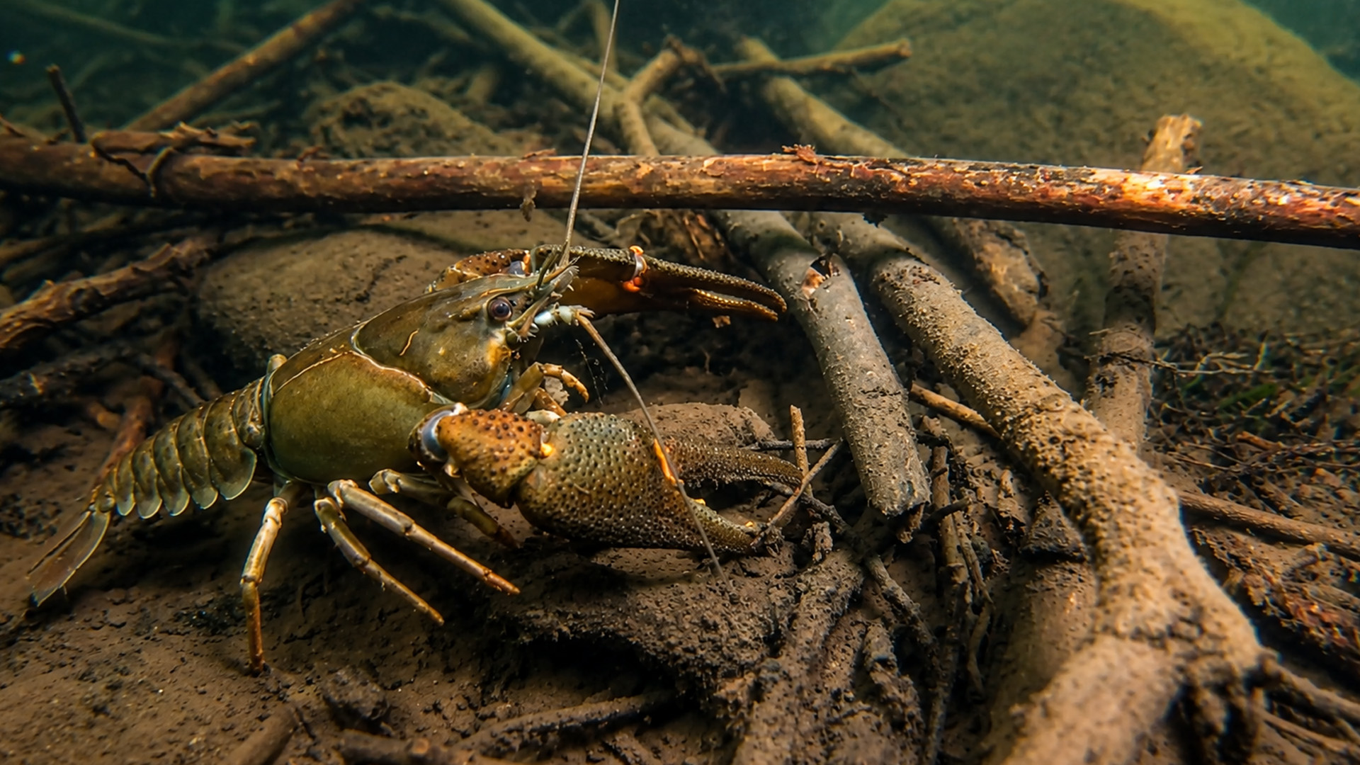 An underwater camera reveals activity on the stream floor