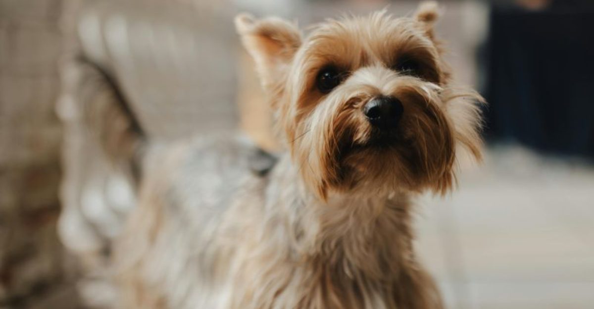 These 12 dogs bark so much owners sometimes feel like they're living ...