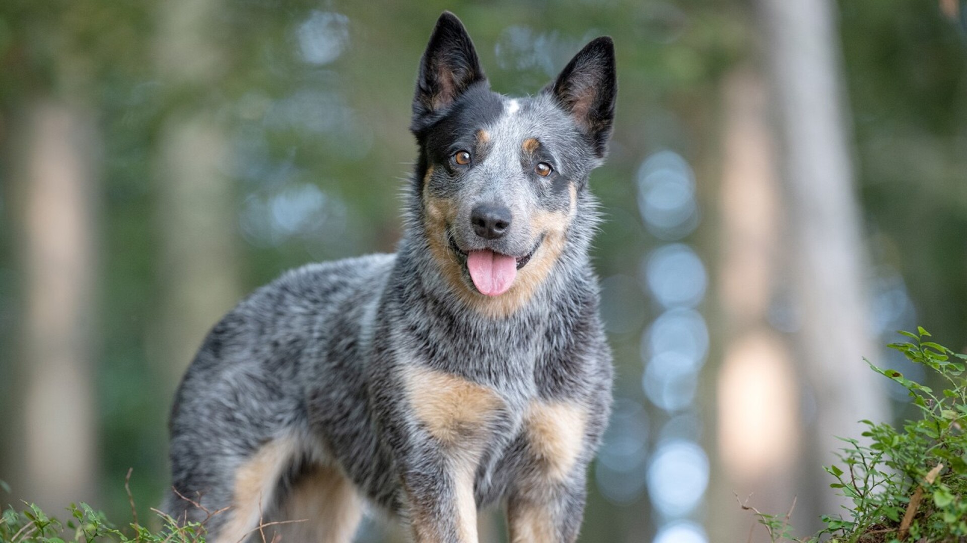 The most intelligent dogs you can own