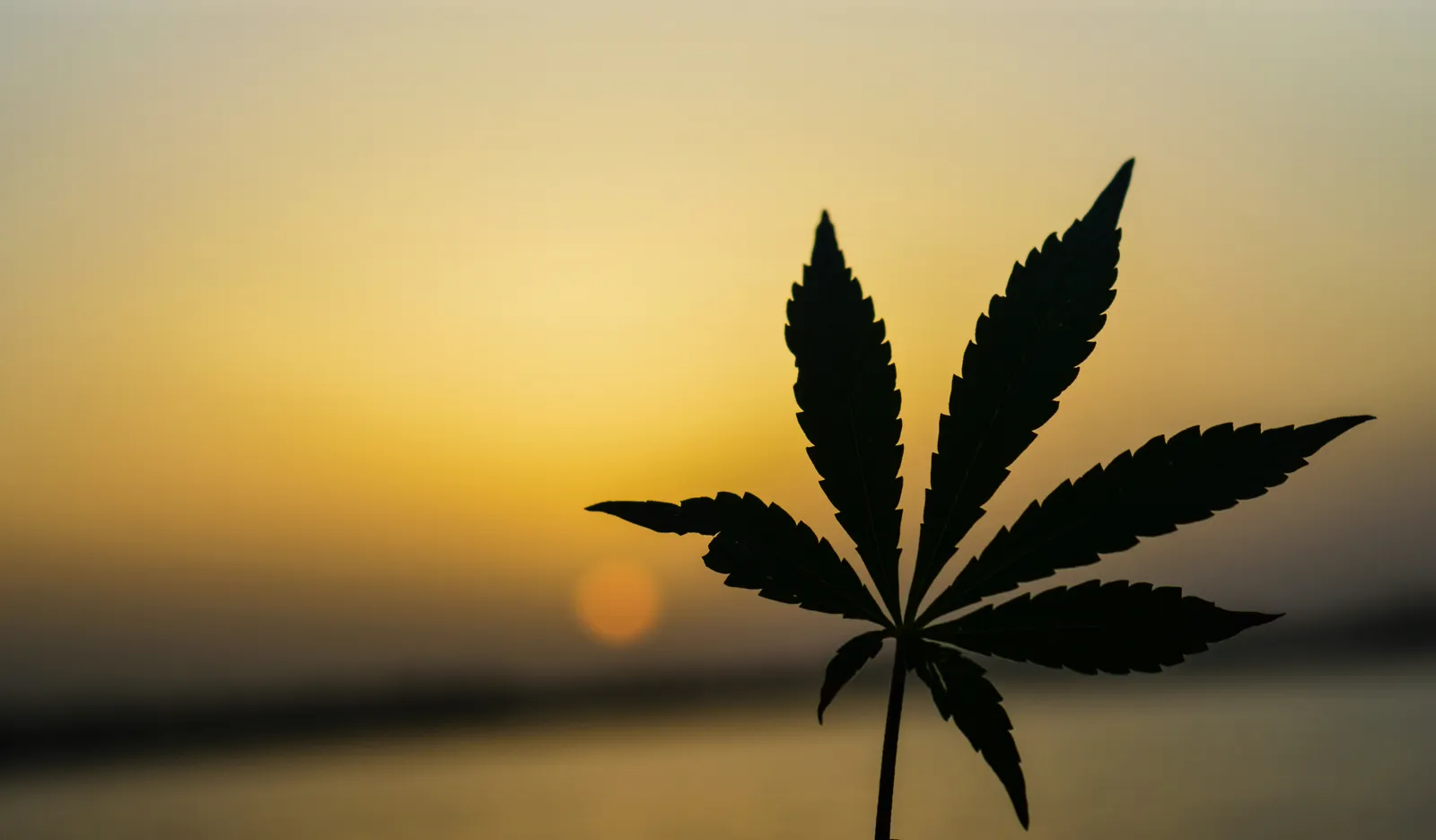 Big Hemp appeals upcoming November ban on hemp-derived intoxicants