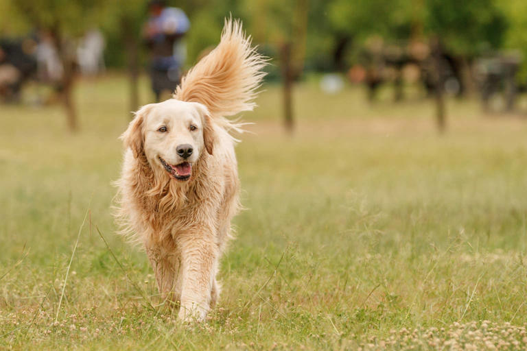 Golden retriever can't wait to show off his huge stash of stuffed toys ...