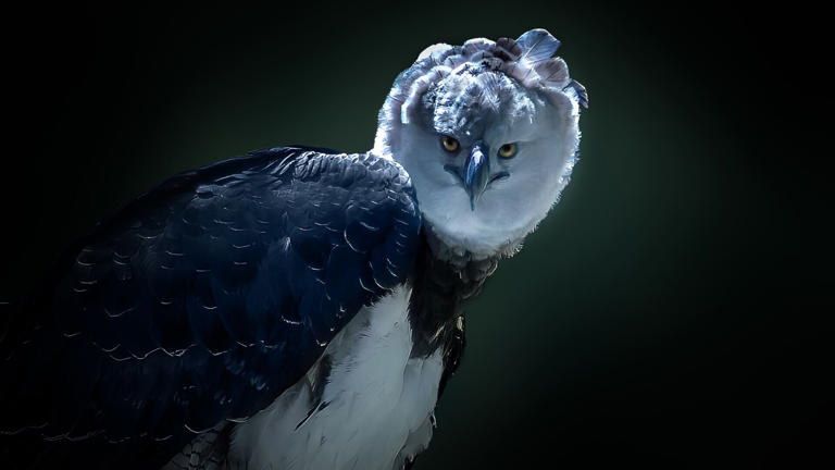 Milagro en el mundo animal | Reaparece una ave extinta en Sudamérica ...