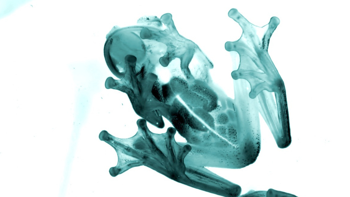 Meet the animal kingdom's most astonishing abilities