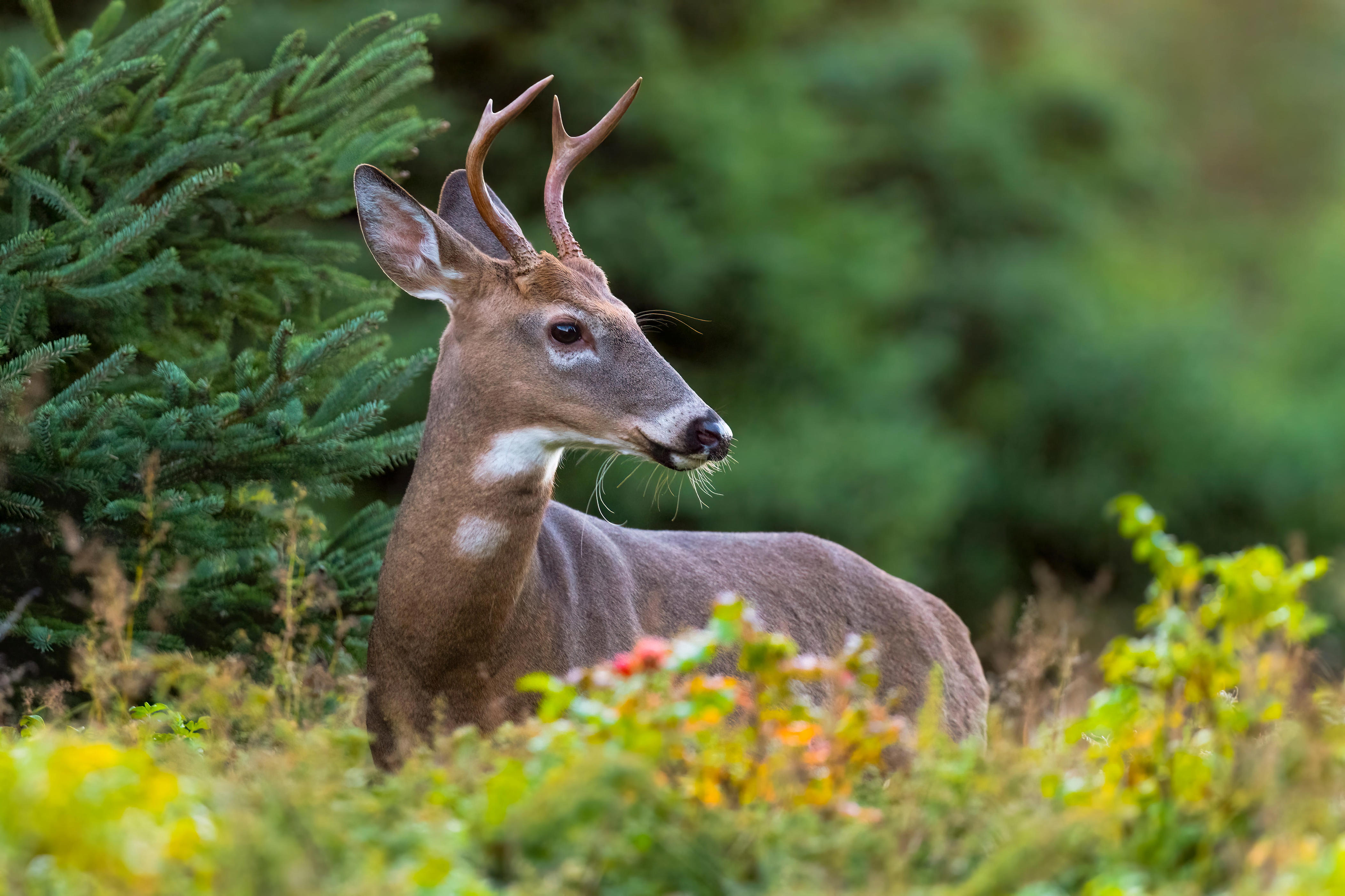 Deer falls from Garden State Parkway overpass onto car in Paramus