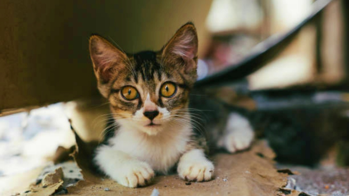 If your cat suddenly starts doing these things, experts say don't ...