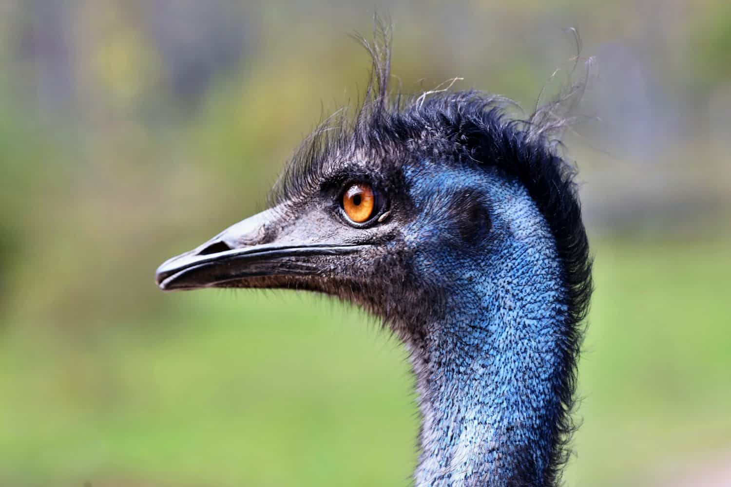 The last King Island emu died in Empress Josephine’s zoo
