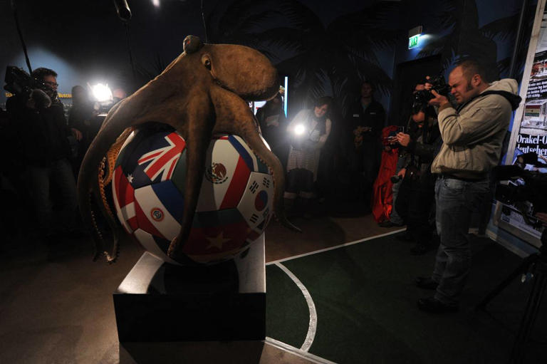 Paul the octopus' incredible World Cup predictions saw two countries ...