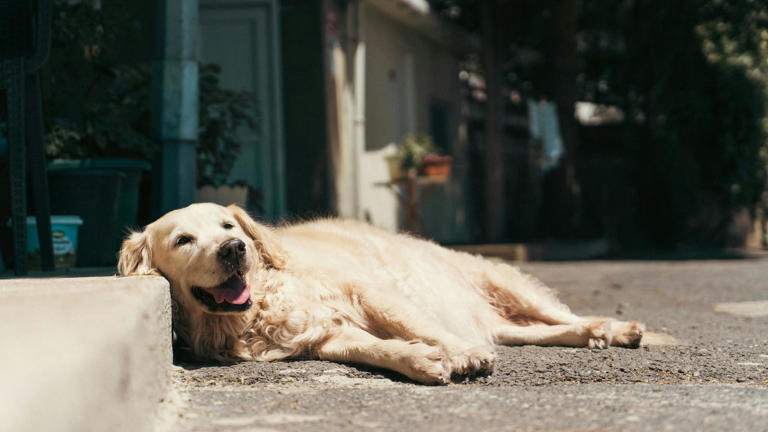 Yorkshire vet issues urgent dog cancer warning as as 34°C heat looms