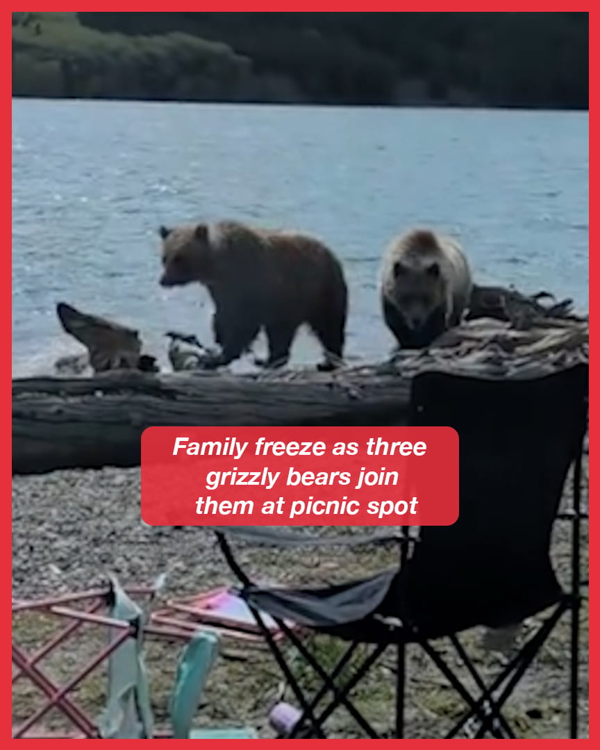 Family freeze as three grizzly bears join them at picnic spot