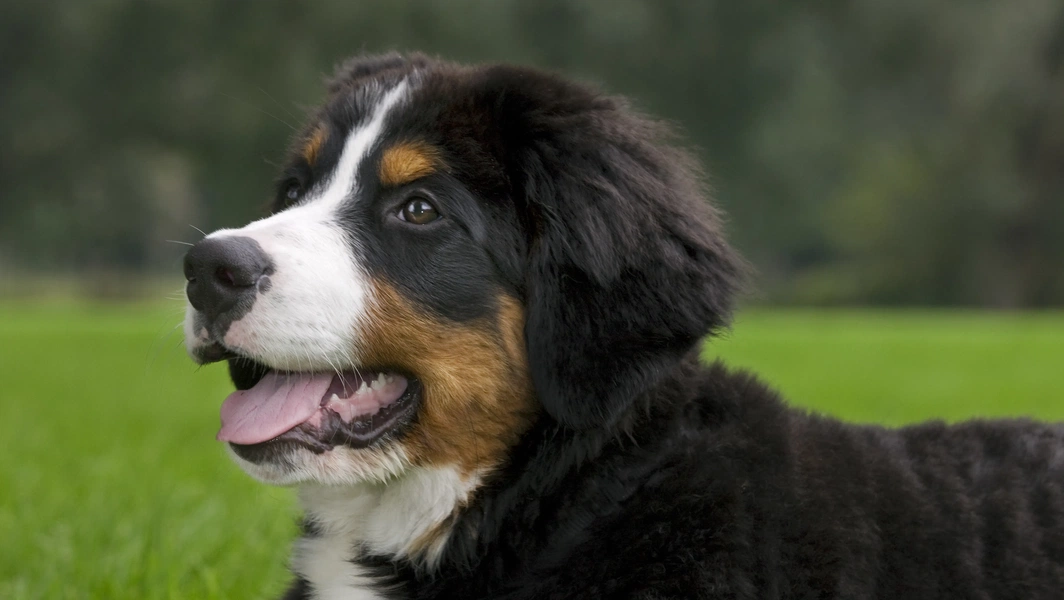 15 most affectionate dog breeds