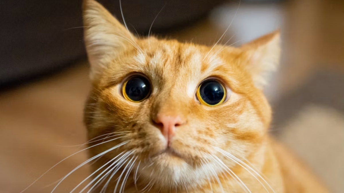 How to tell if your cat has asthma and when to see a vet