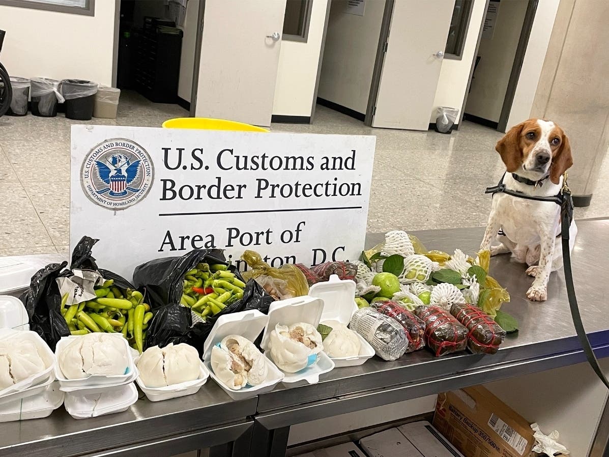 44 pounds of prohibited food detected by CBP beagle at NoVA airport
