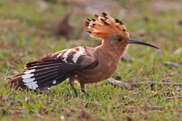 The flamboyant rare bird spotted in Wiltshire