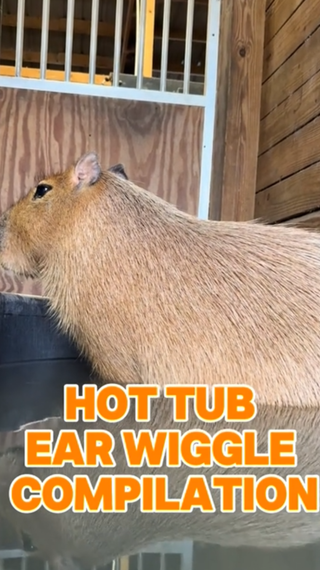 Cute moments featuring capybara ear wiggles