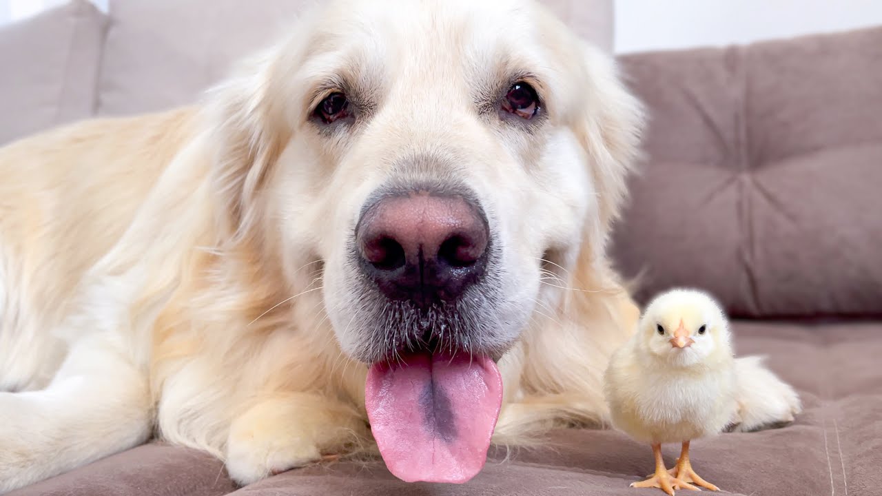Baby chick makes this golden retriever smile