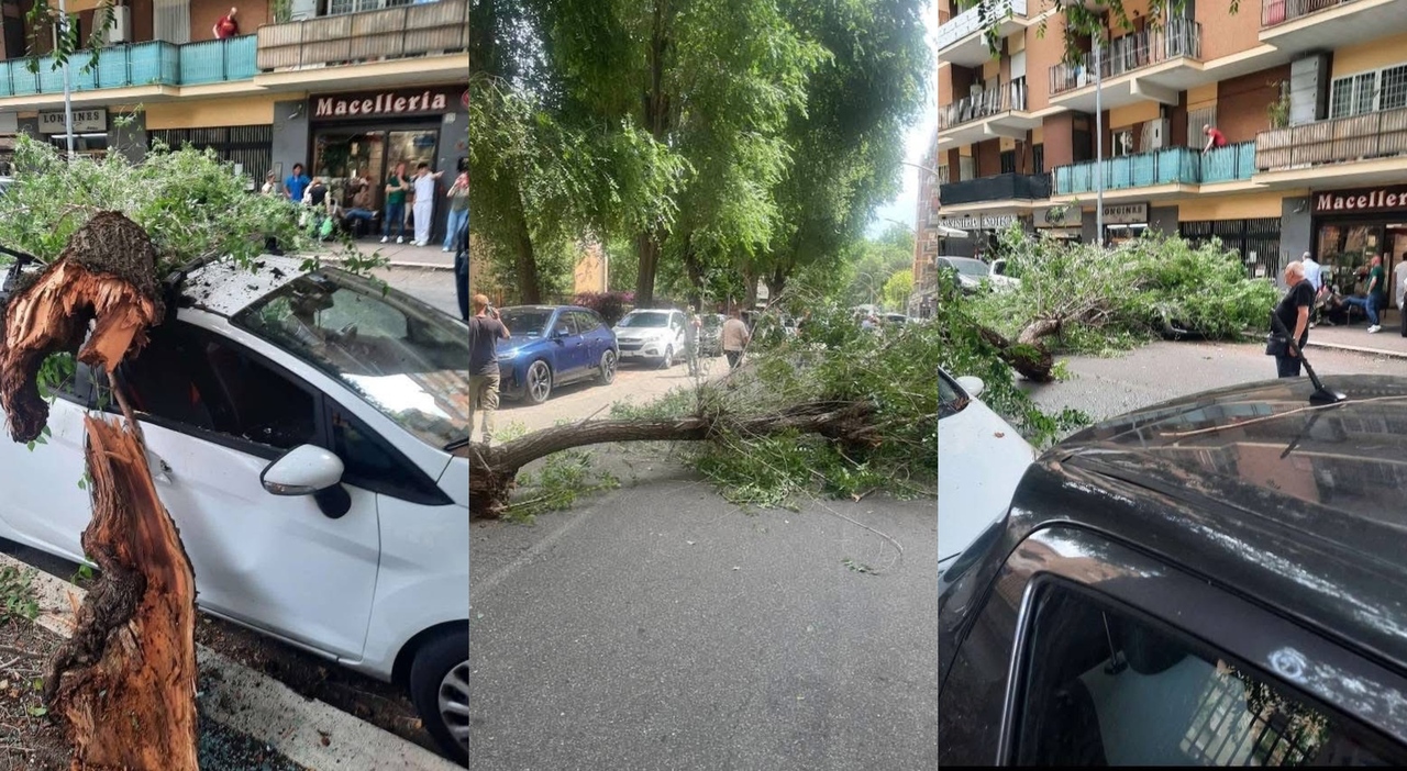 Roma, albero si spezza e crolla su due auto parcheggiate: paura al ...