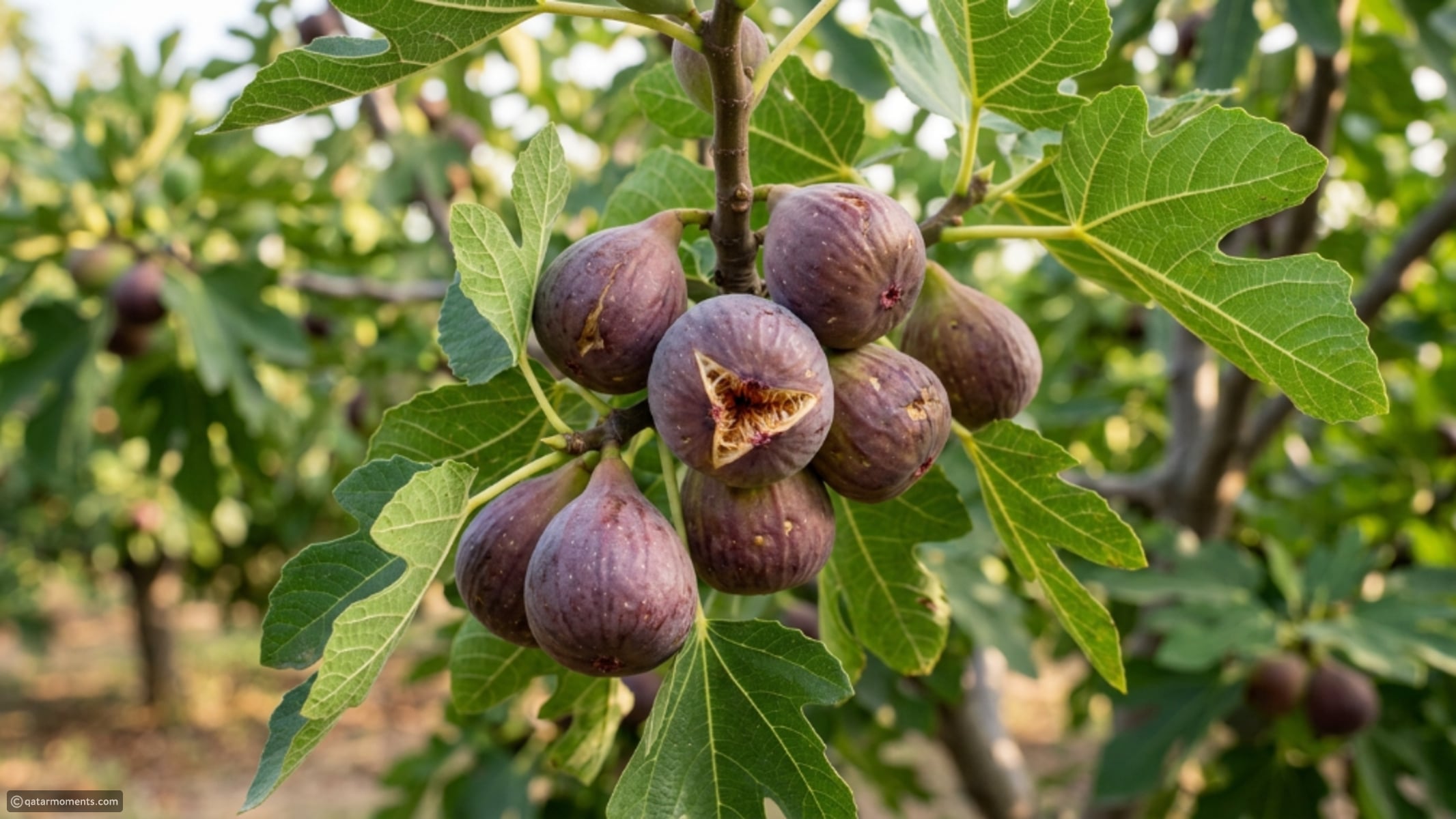 What is the oldest fruit on Earth? The surprising answer