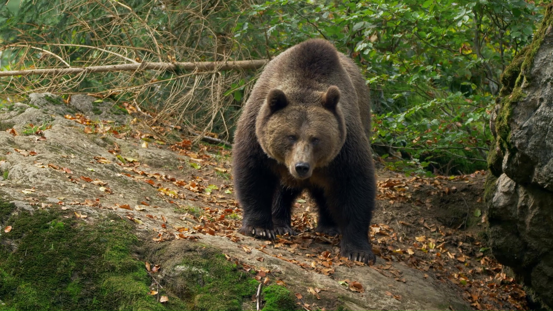 Rare moment a massive brown bear patrols its territory