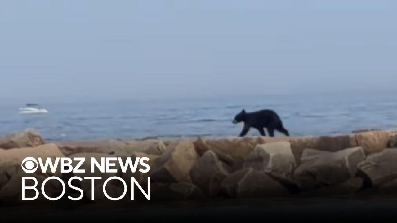 Black bear seen walking along jetty at New Hampshire coast