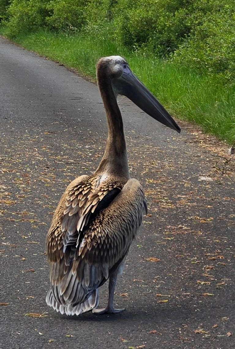 Pelikan in Nordhessen gesichtet